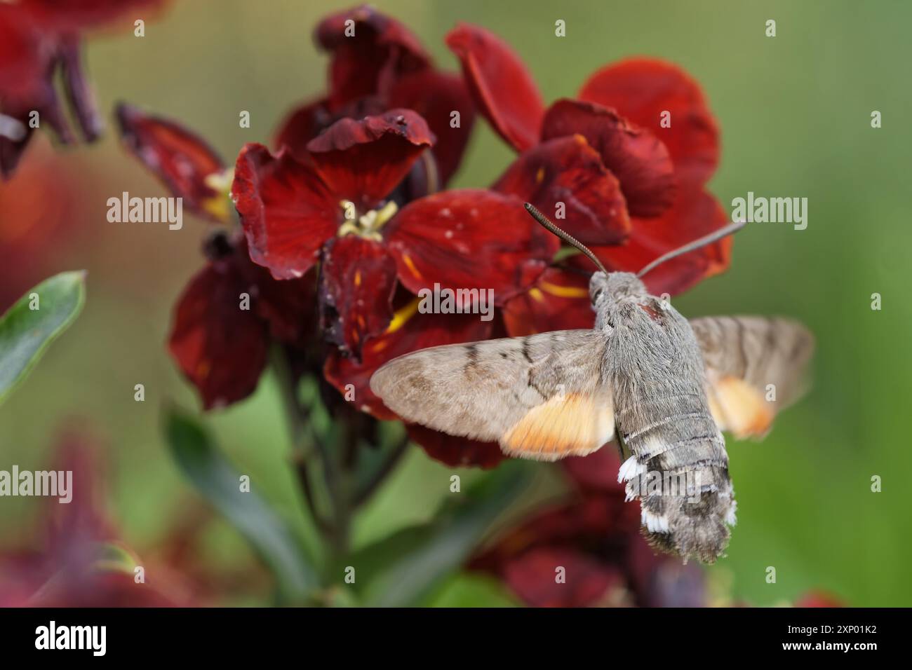 Pigeon tails in spring Stock Photo - Alamy