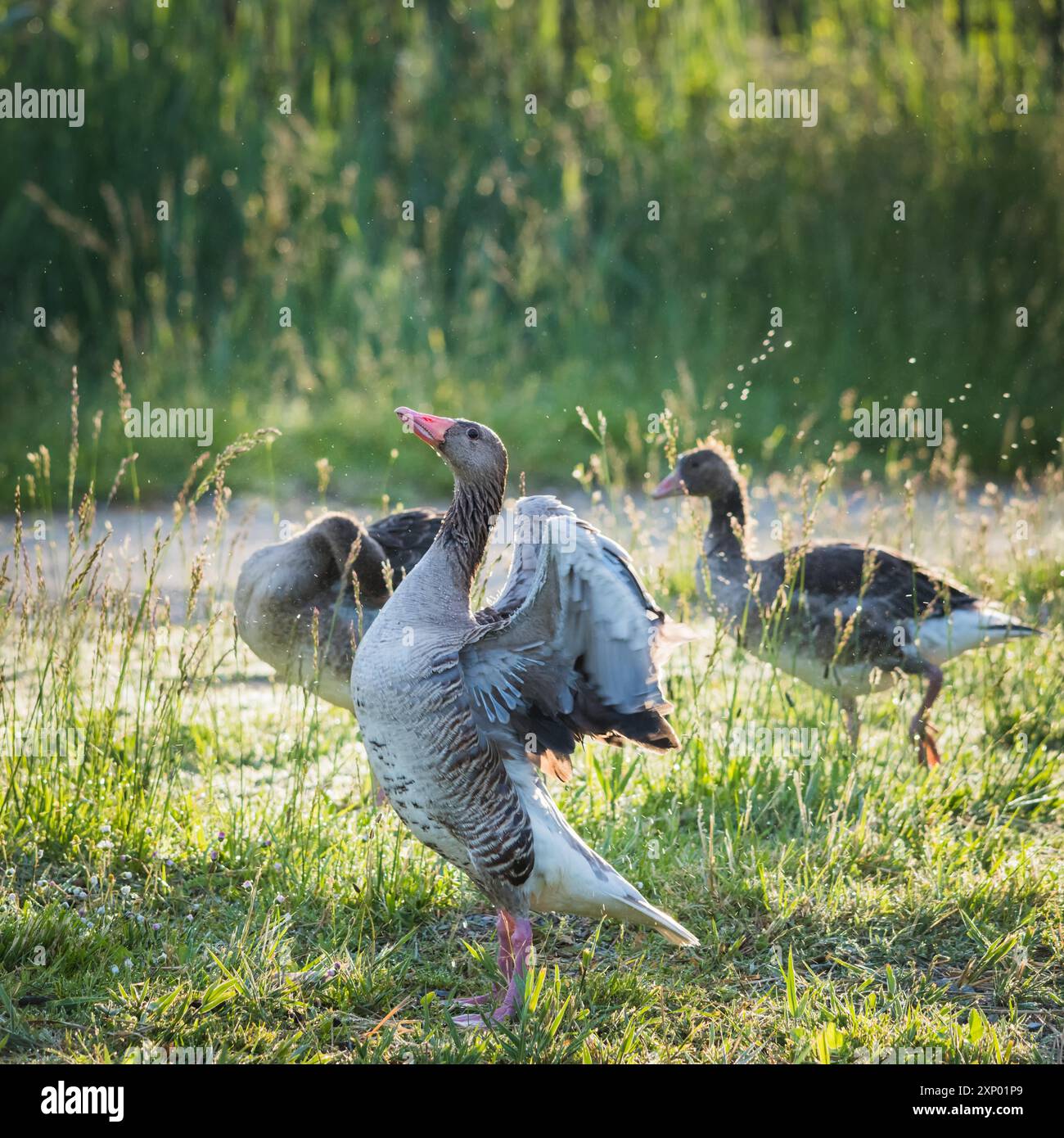 Spread wing position hi-res stock photography and images - Alamy
