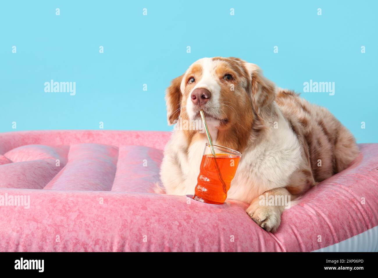 Cute Australian Shepherd dog with cocktail lying on inflatable mattress ...