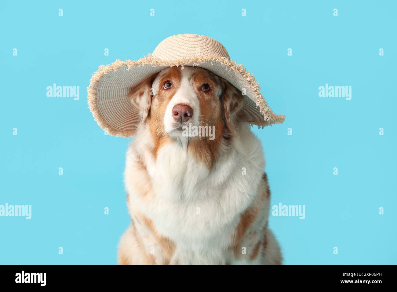 Cute Australian Shepherd dog in hat on blue background. Tourism concept ...
