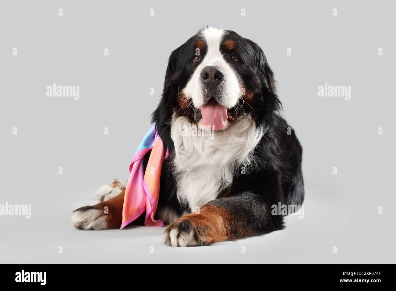 Cute Bernese mountain dog with shawl on grey background Stock Photo - Alamy