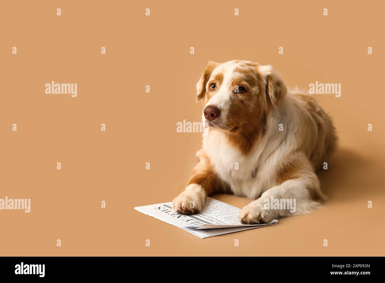 Cute Australian Shepherd dog with newspaper lying on beige background ...