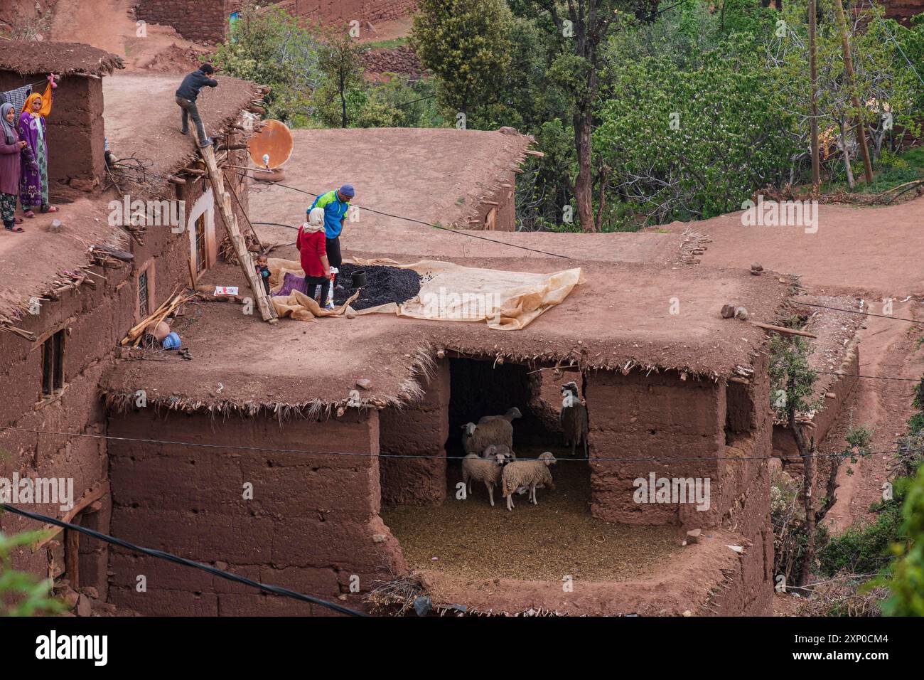 Family drying beans on a pen with sheep, Ait Blal, azilal province ...