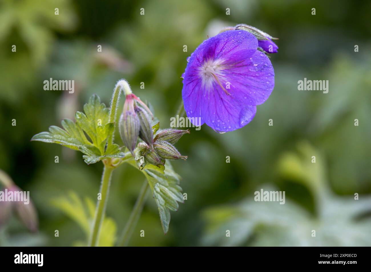 Geraniaceae italy hi-res stock photography and images - Alamy