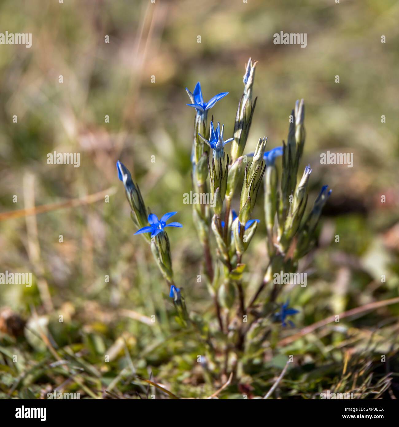 Alpine Gentian (Gentiana nivalis) growing wild in the Dolomites Stock ...