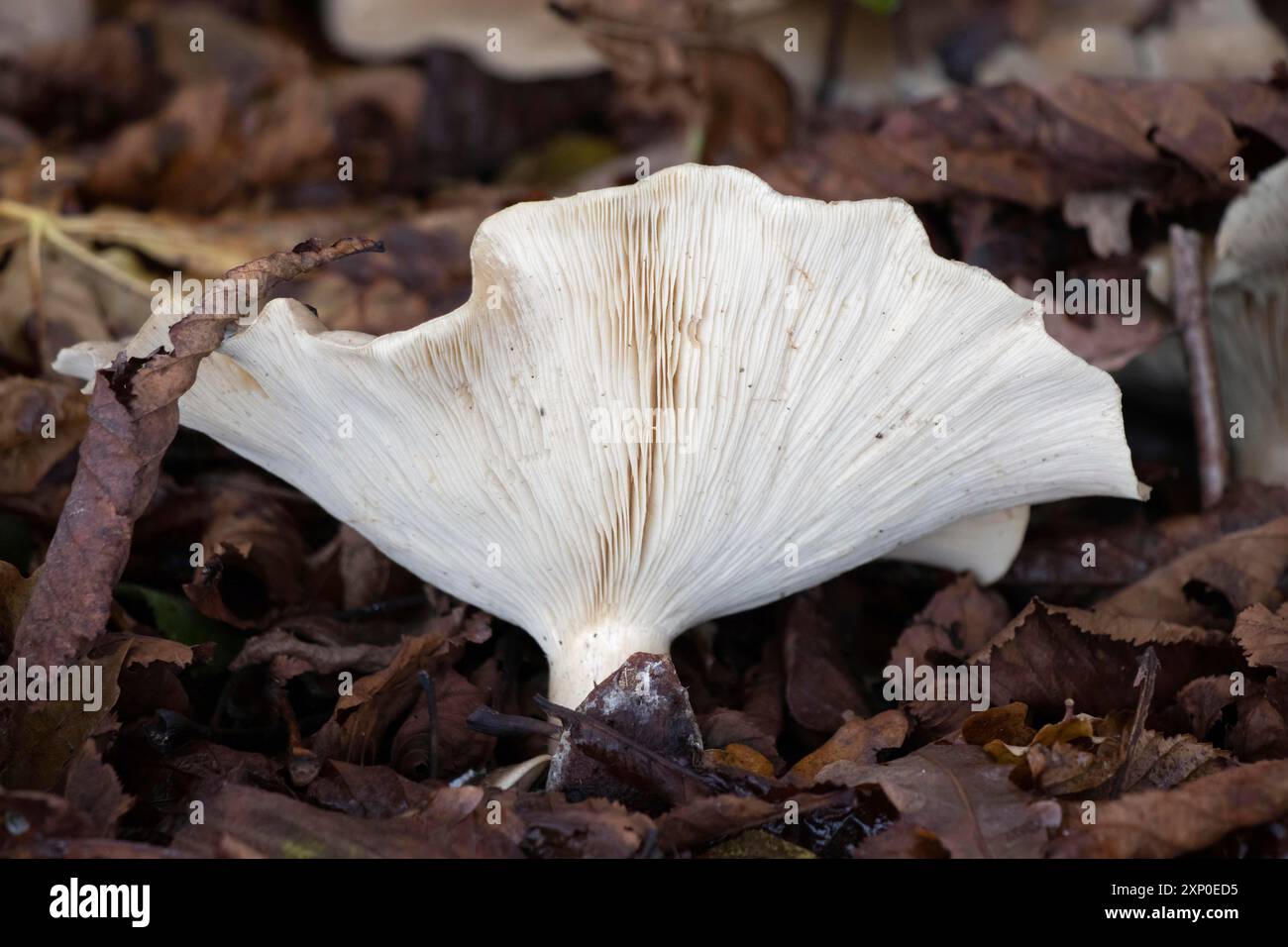 White fungus growing out of the rotting leaves of autumn Stock Photo ...