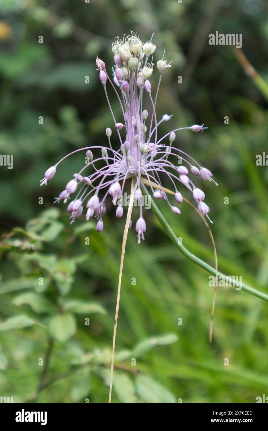 Keeled Garlic (Allium carinatum) growing in Torre de' Roveri Italy ...