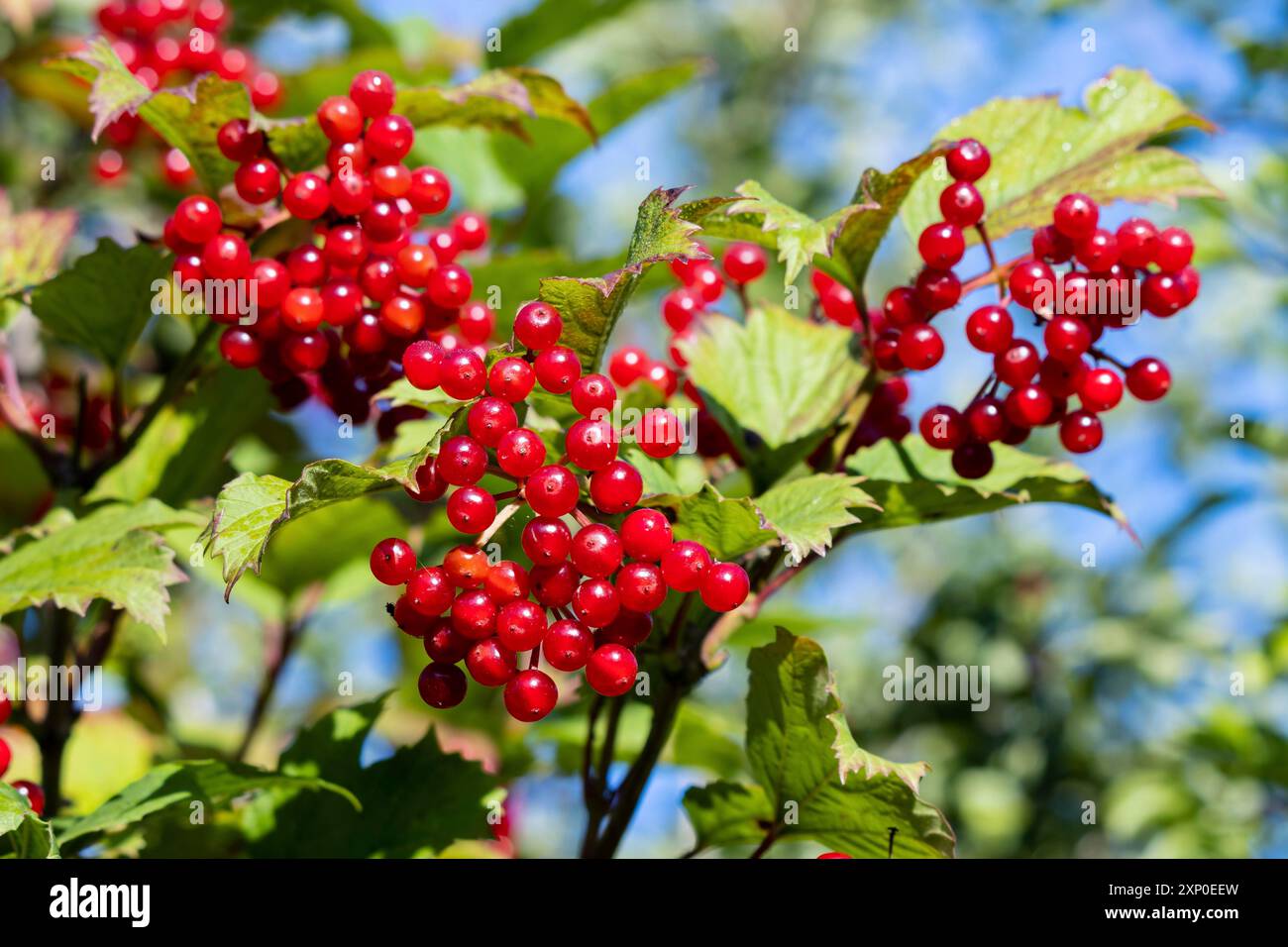Black Haw (Viburnum opulus) producing lots of red berries in late ...