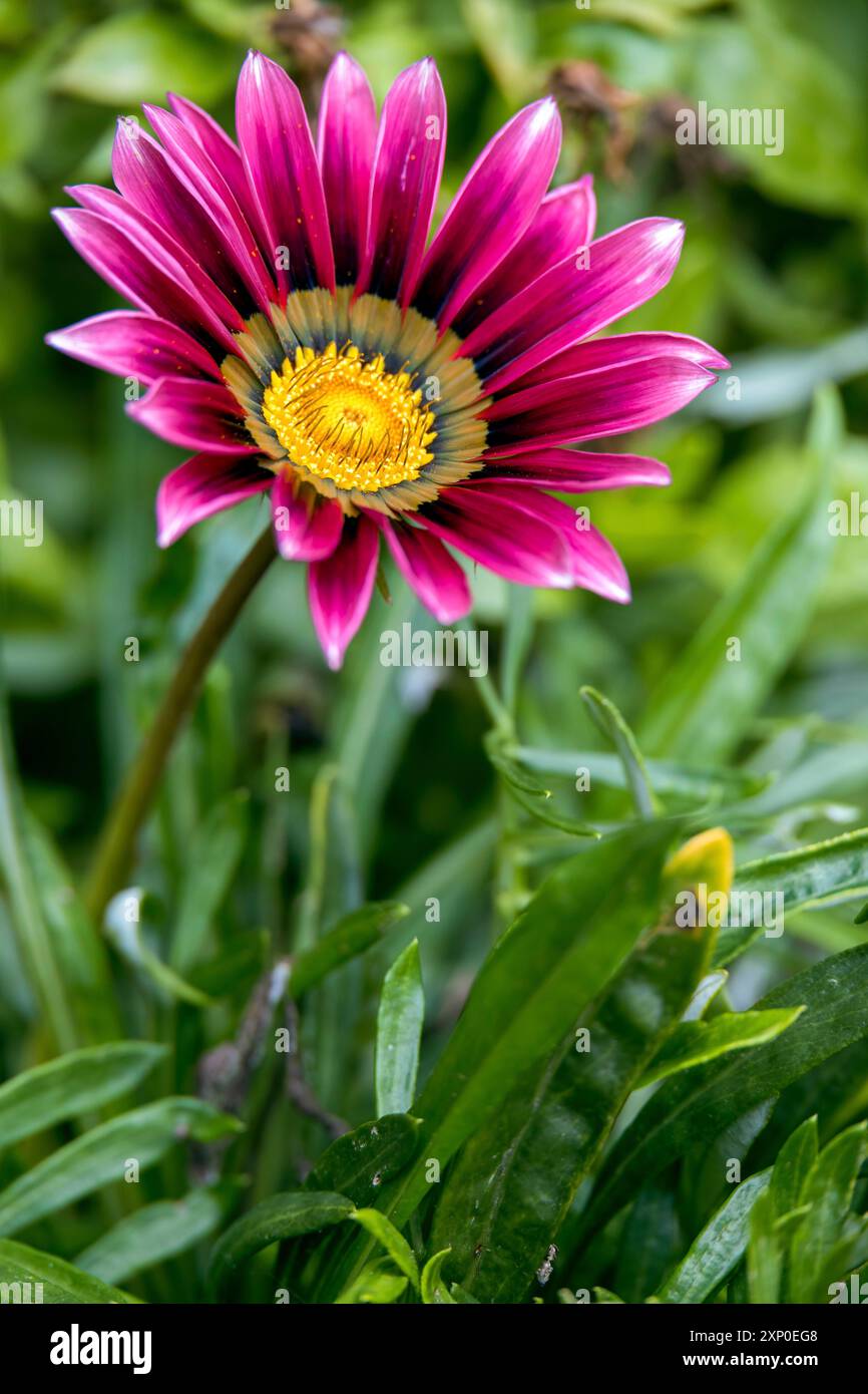 Gazania in garden hi-res stock photography and images - Alamy