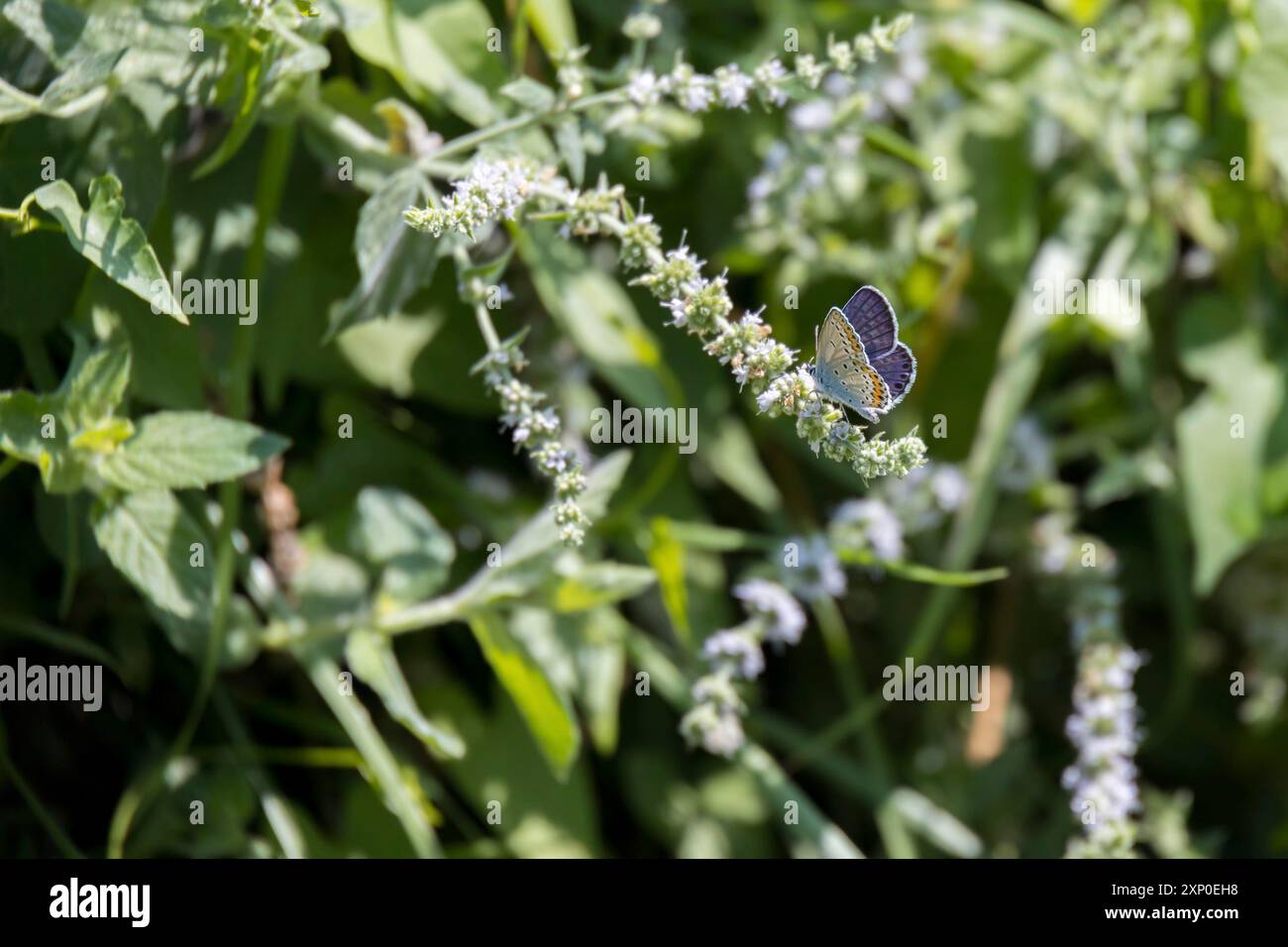Common Blue butterfly (Polyommatus icarus) feeding on a shrub in Italy ...
