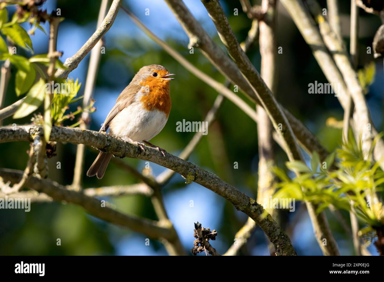 Robin in tree singing hi-res stock photography and images - Alamy