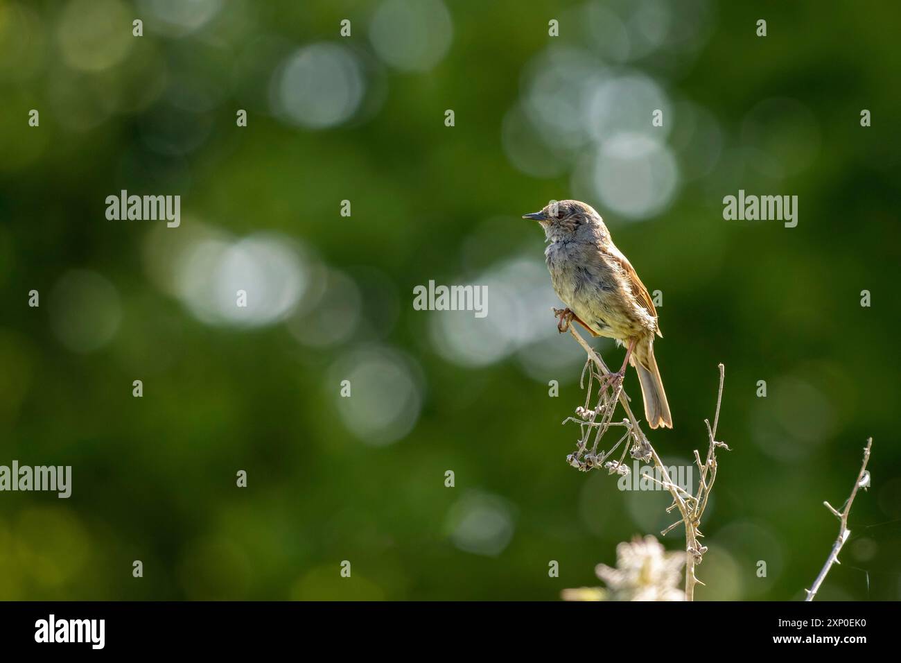 Newly dead hi-res stock photography and images - Alamy