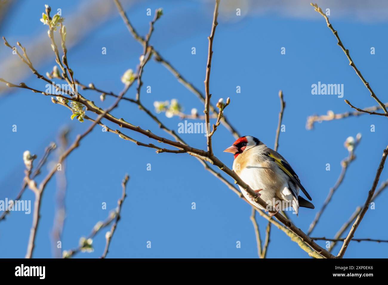 European Goldfinch enjoying the spring sunshine Stock Photo - Alamy