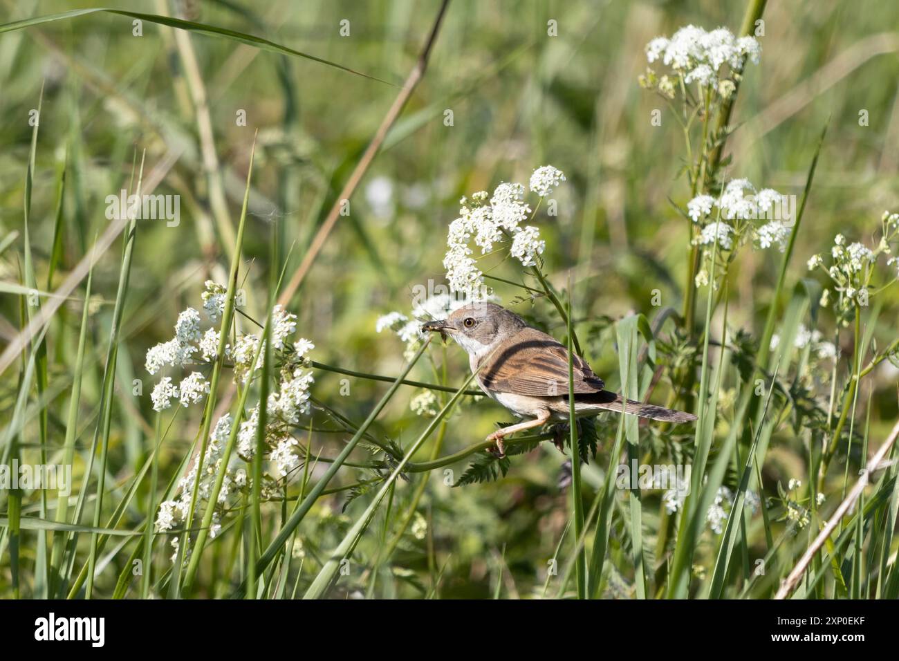 Sylvia hunt hi-res stock photography and images - Alamy