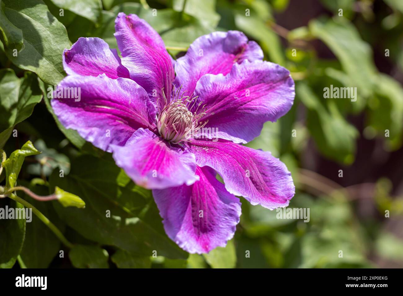 Spring flowering clematis hi-res stock photography and images - Alamy