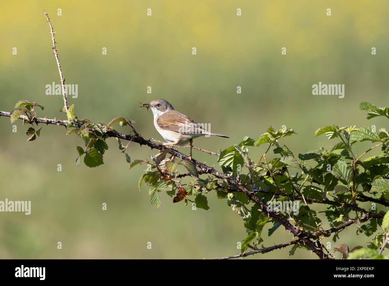 Sylvia hunt hi-res stock photography and images - Alamy