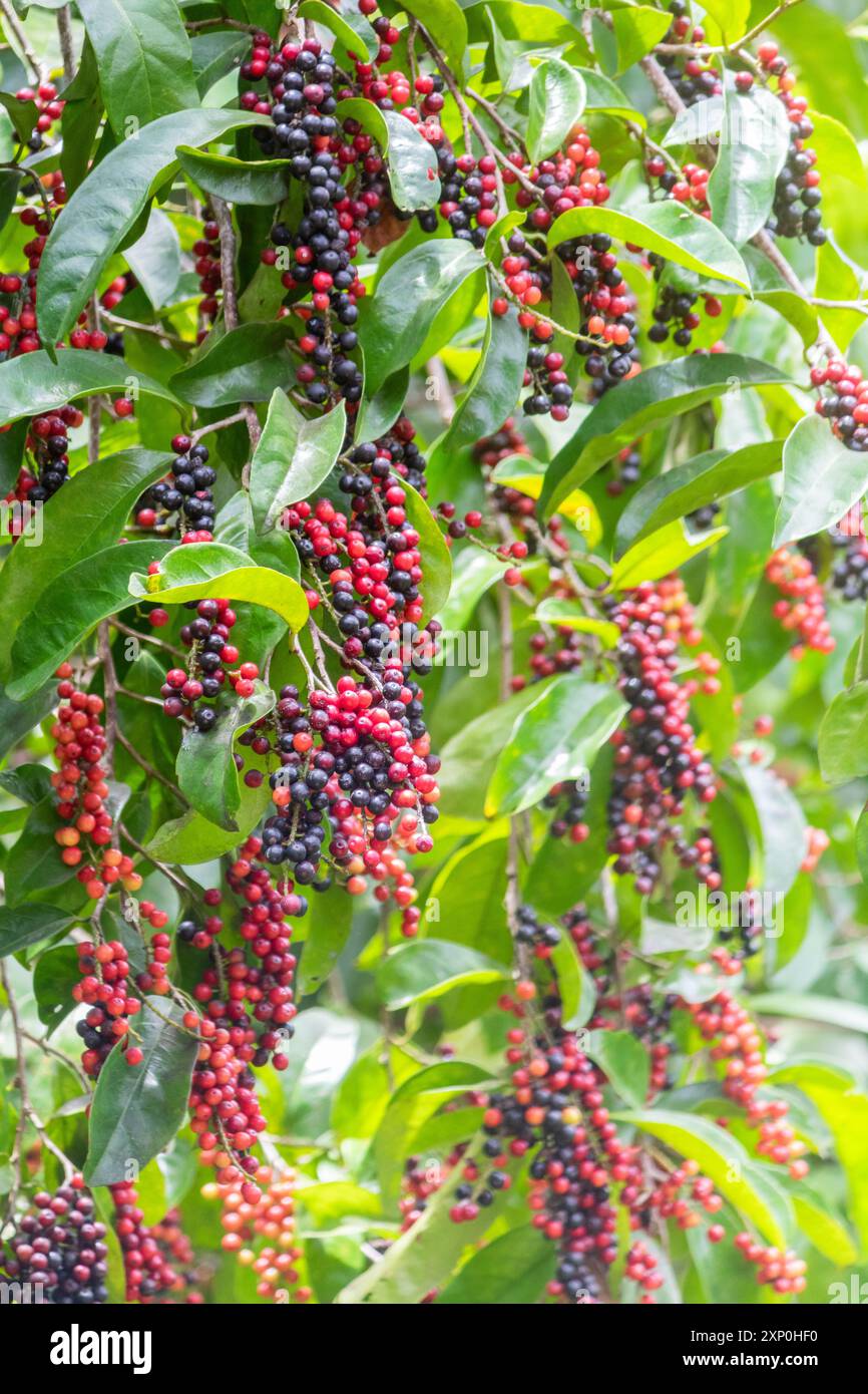 Colorful bignay cherries, a popular fruit that is often made into fruit ...