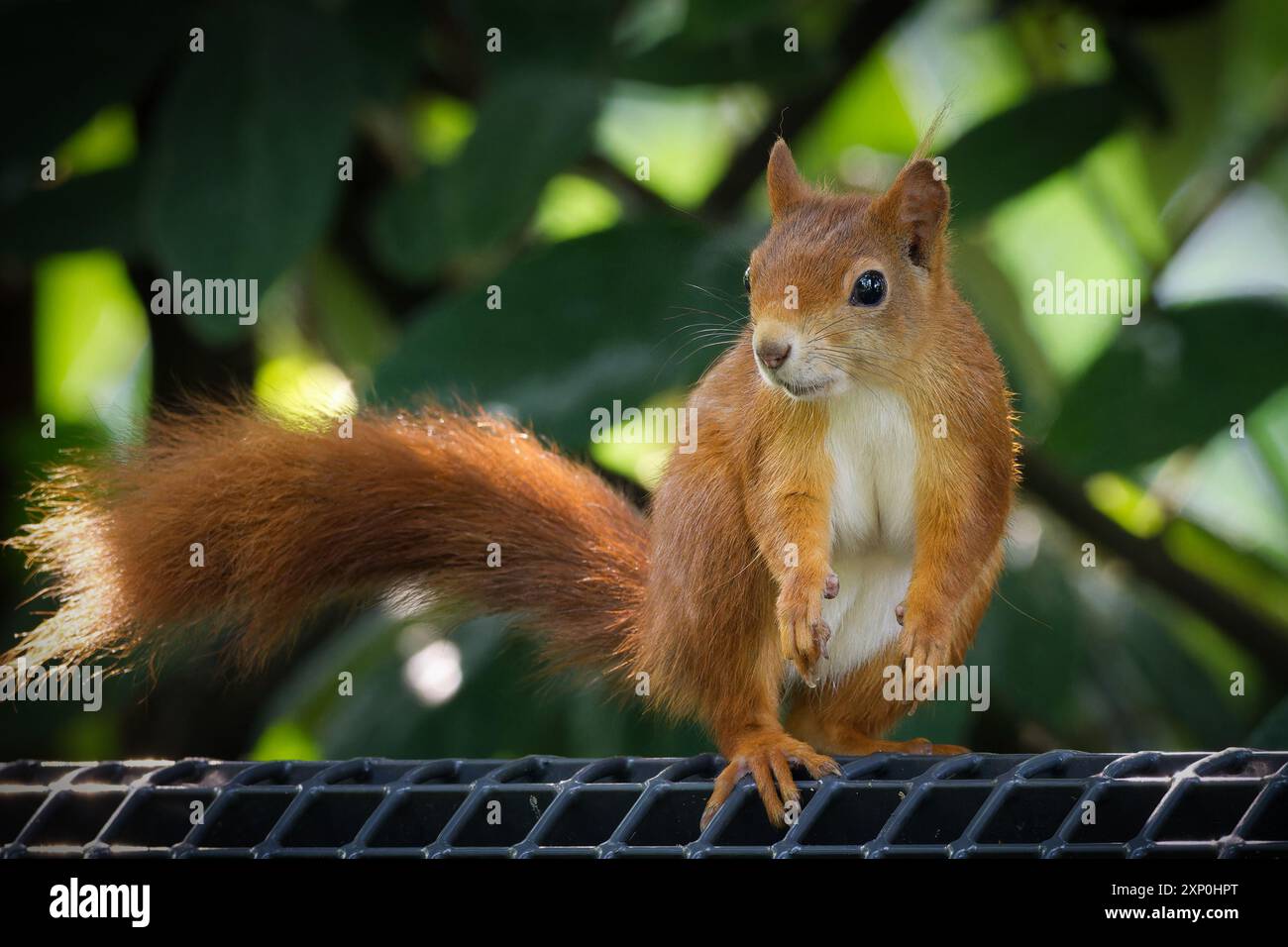 Sciurus squirrel sits on the back of a park bench and thinks about what ...