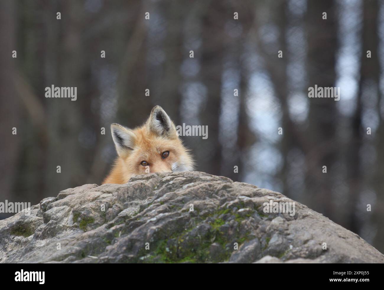 Red fox Vulpes vulpes peeping out from behind a rock Stock Photo - Alamy