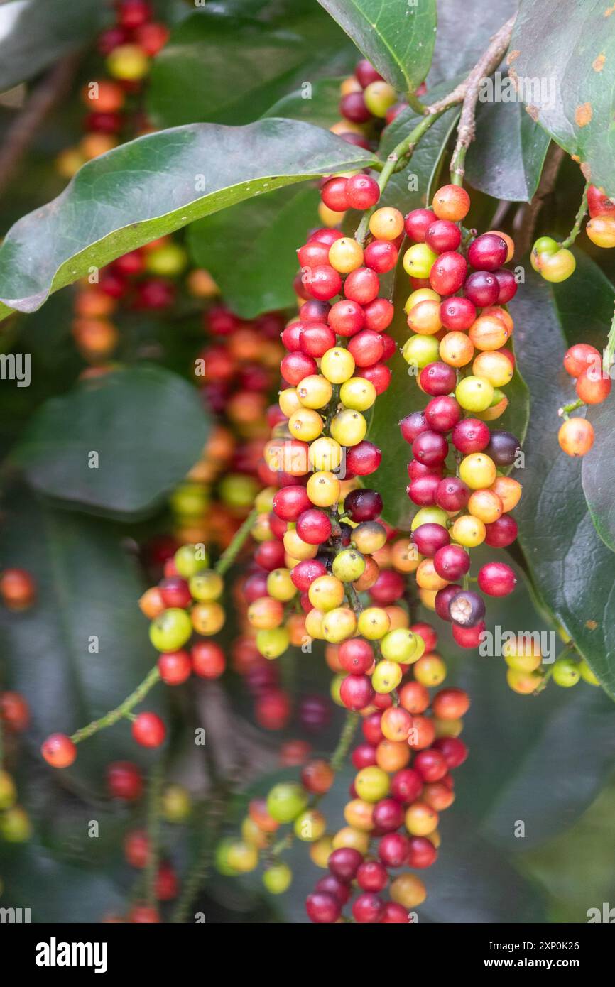 Colorful bignay cherries, a popular fruit that is often made into fruit ...