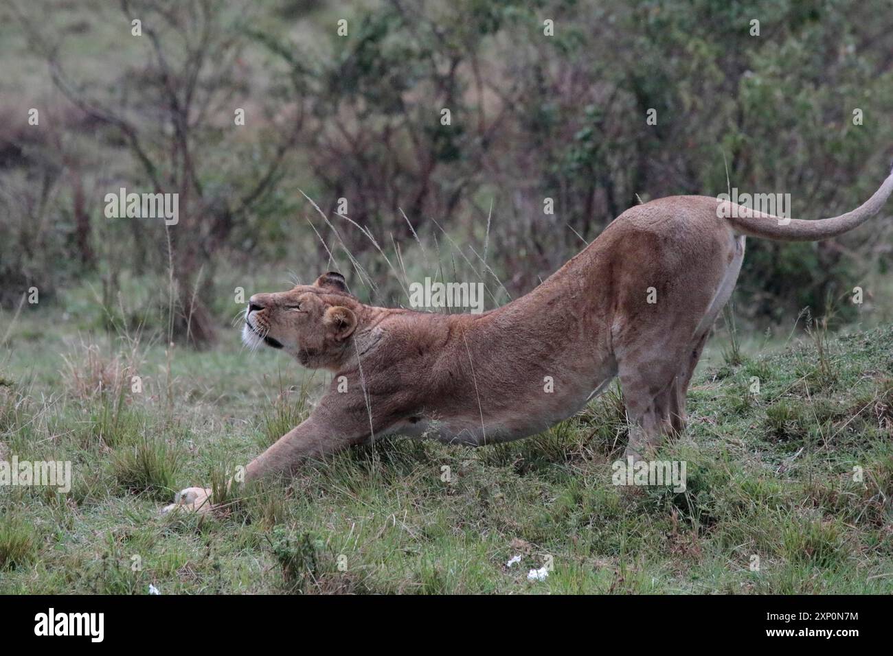 Exercise african lion hi-res stock photography and images - Alamy