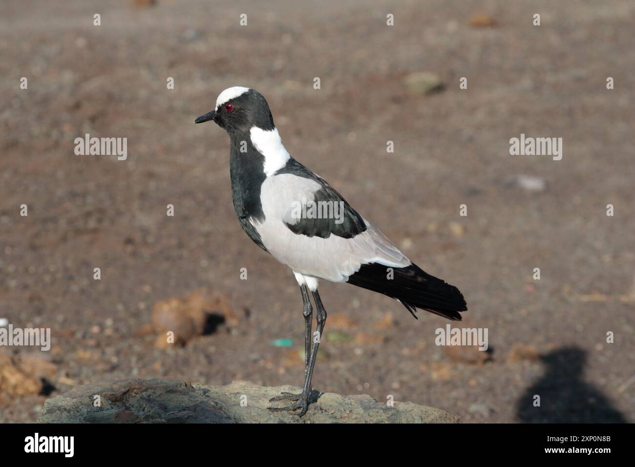 Blacksmith Lapwing, Gun Lapwing Stock Photo - Alamy