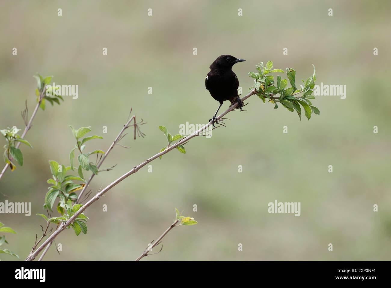 Sooty flycatcher hi-res stock photography and images - Alamy