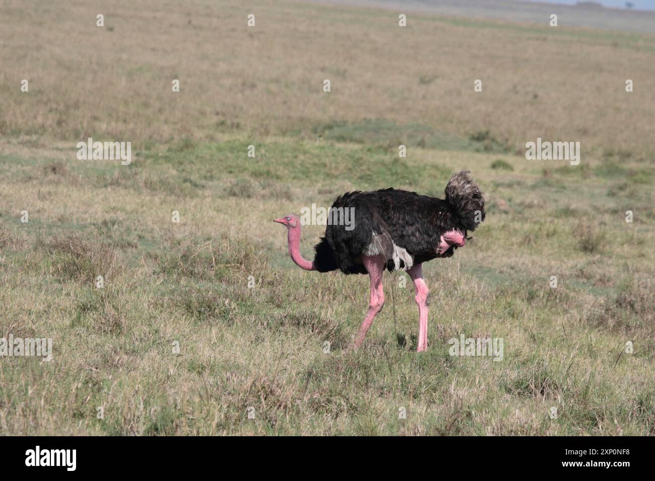 Ostrich, male in breeding mood Stock Photo - Alamy