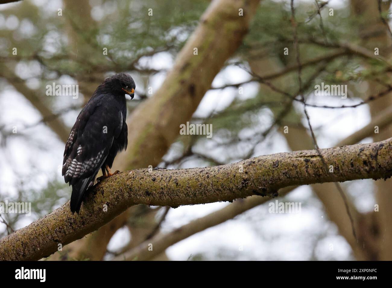 Augur lake hi-res stock photography and images - Alamy