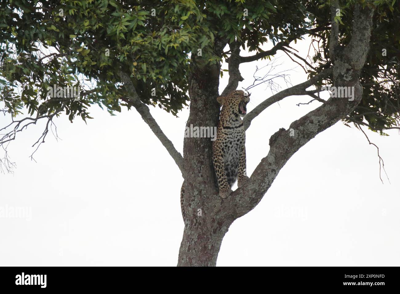 Leopard on the tree hi-res stock photography and images - Alamy