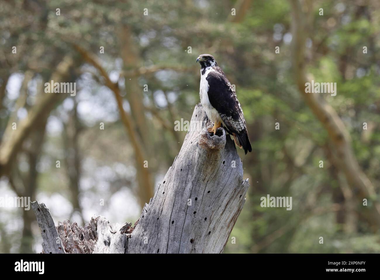 Augur lake hi-res stock photography and images - Alamy