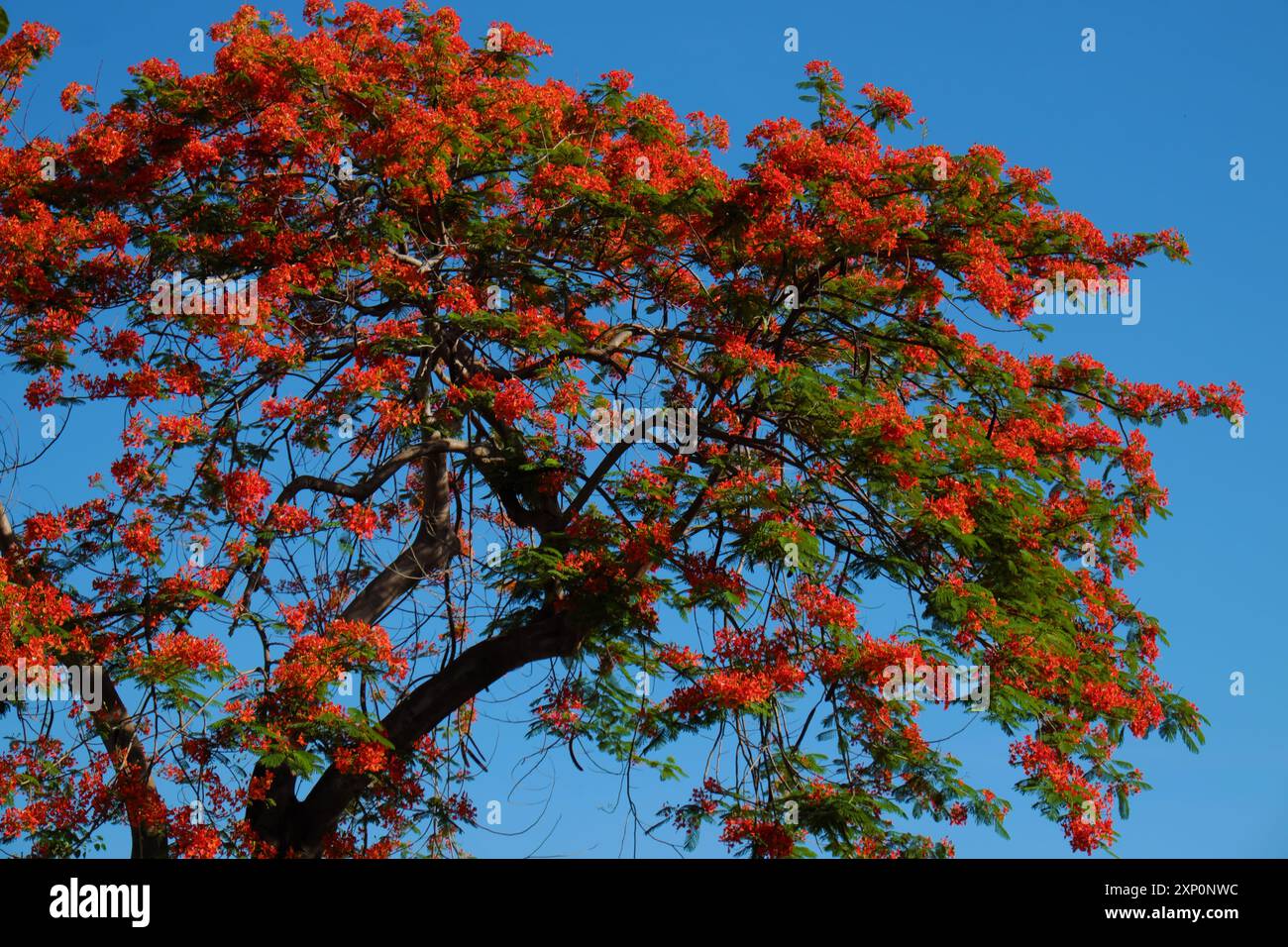 Bright lush phoenix flowers in hi-res stock photography and images - Alamy