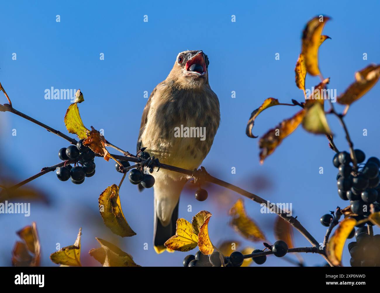 A young Cedar Waxwing about to swallow a large berry from a Chokeberry ...