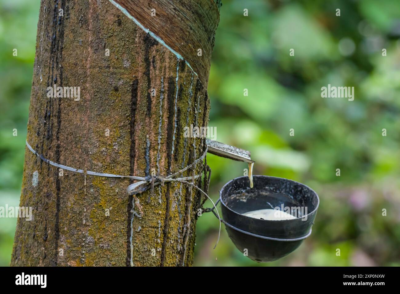 Rubber tapping and latex extraction in kerala india Stock Photo - Alamy