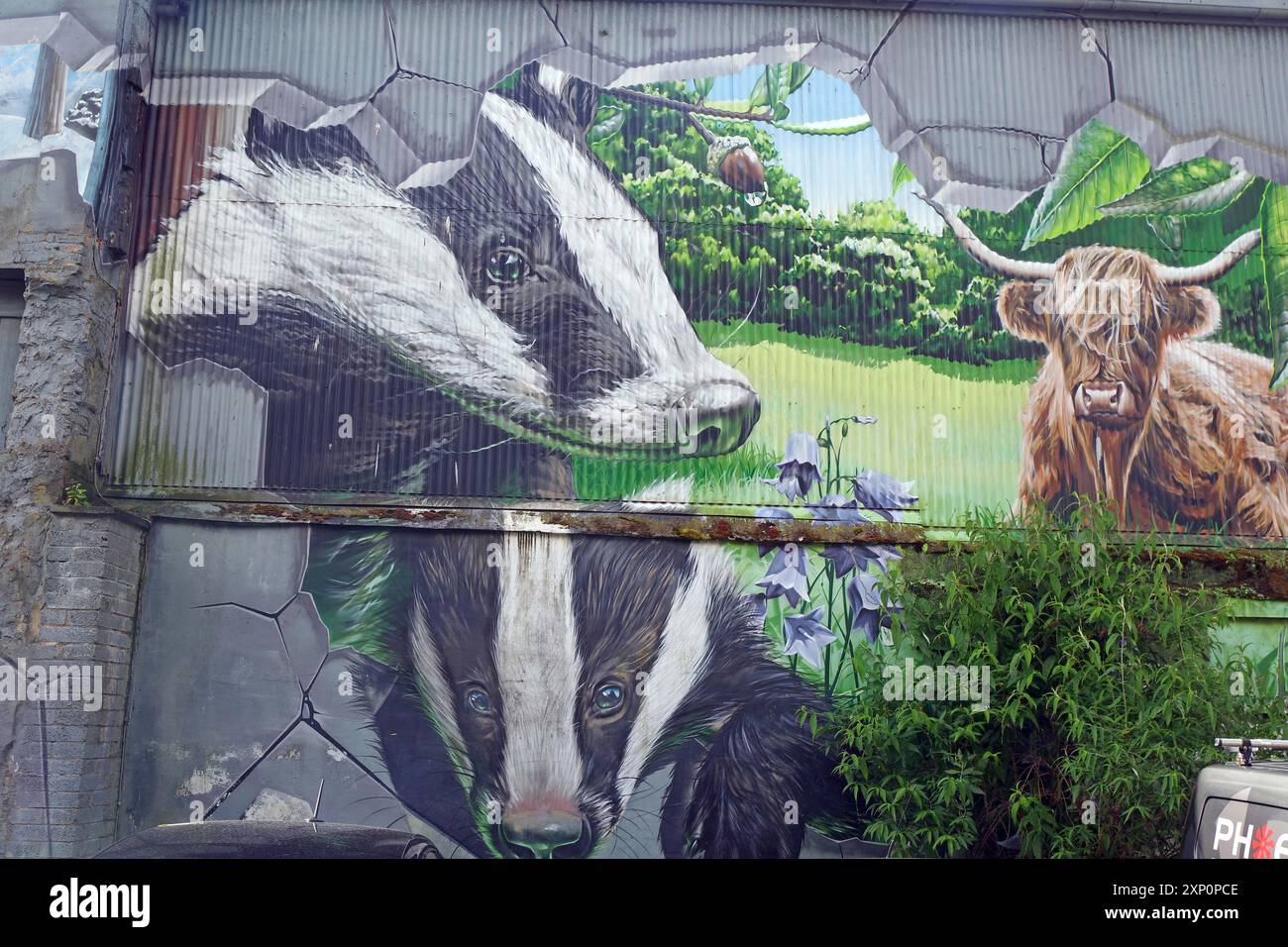 A mural showing two badgers and a Highland cow in a natural setting ...