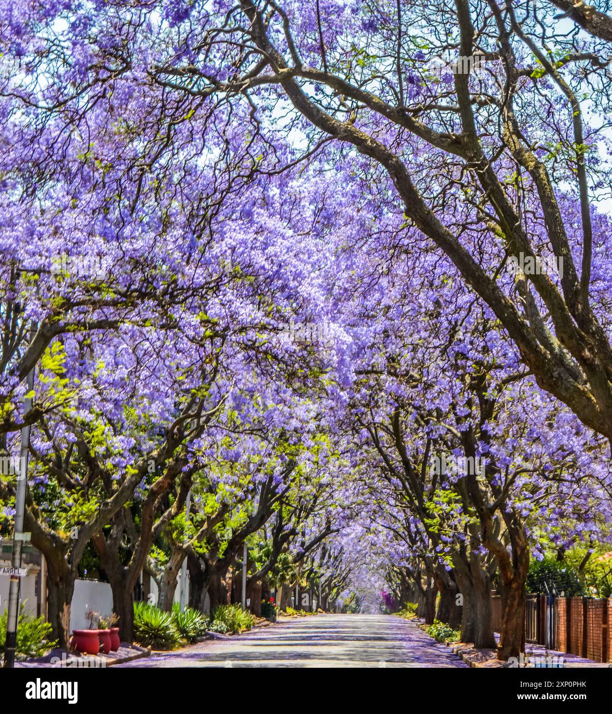 Purple blue Jacaranda mimosifolia bloom in Johannesburg street during ...