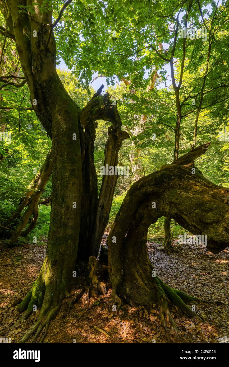 The Sababurg primeval forest, also known as the Reinhardswald primeval ...