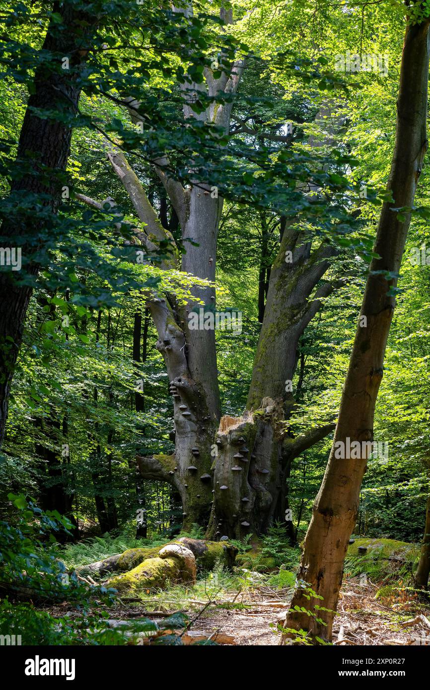 The Sababurg primeval forest, also known as the Reinhardswald primeval ...