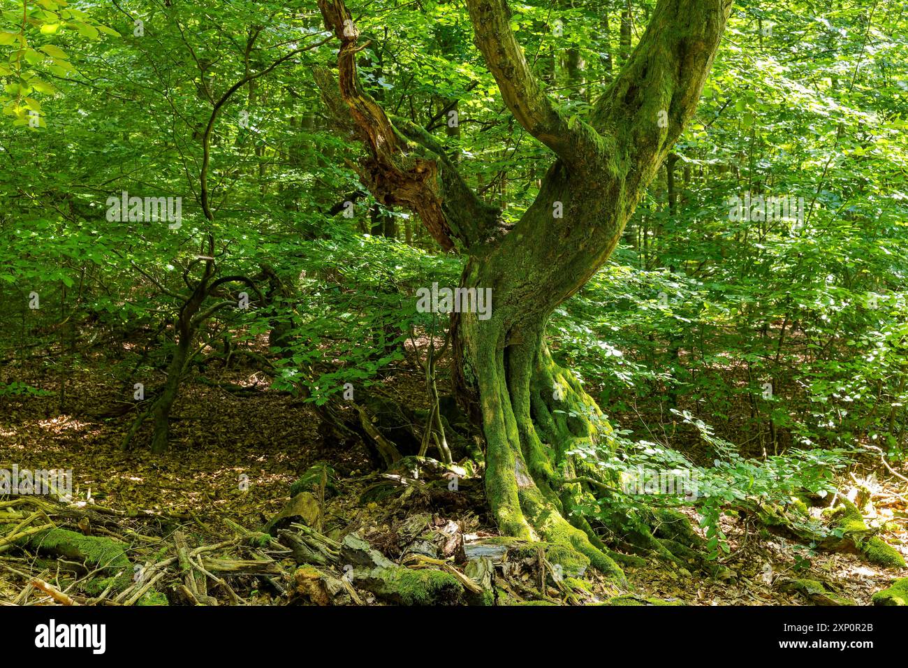 The Sababurg primeval forest, also known as the Reinhardswald primeval ...