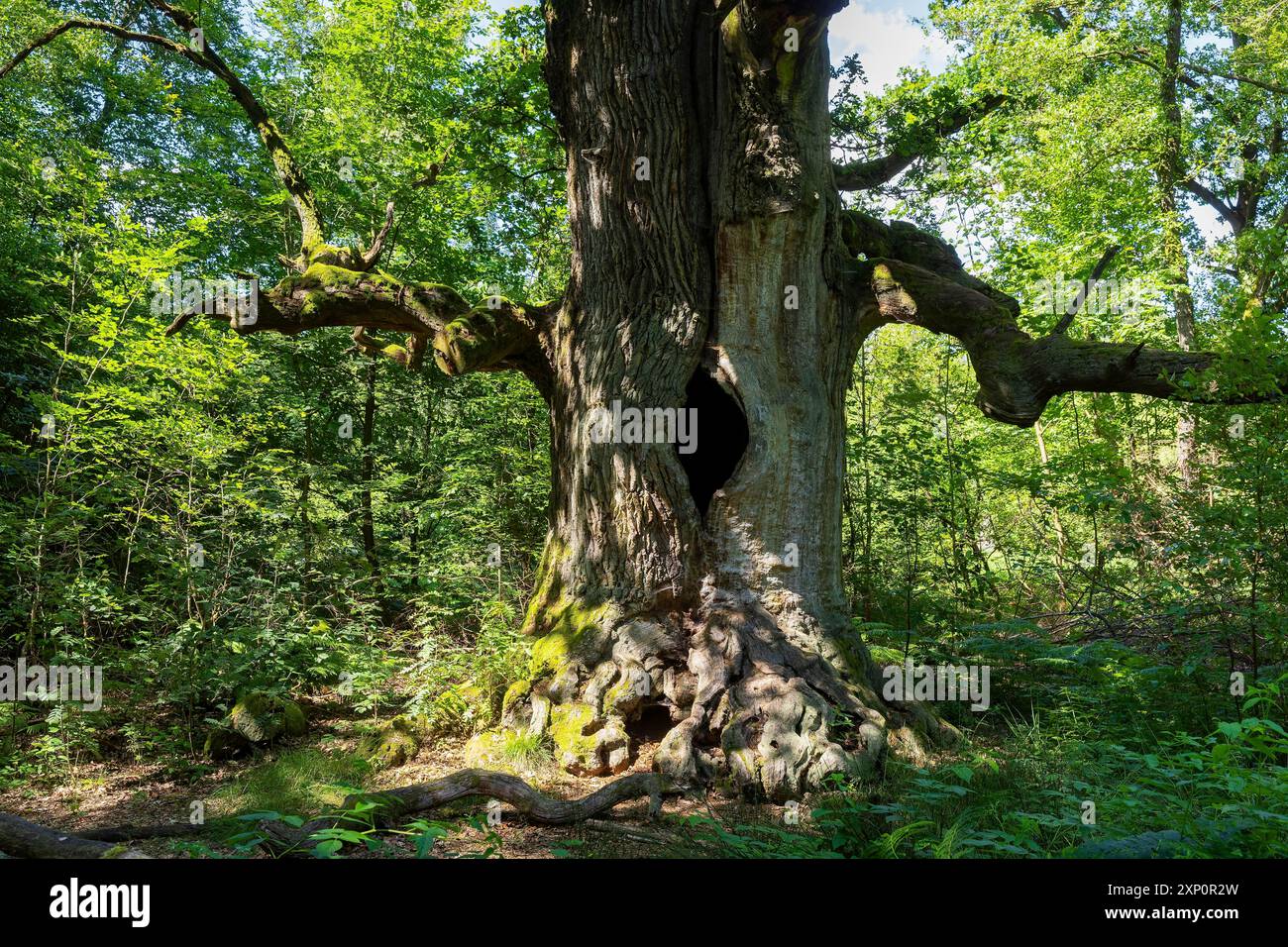 The Sababurg primeval forest, also known as the Reinhardswald primeval ...