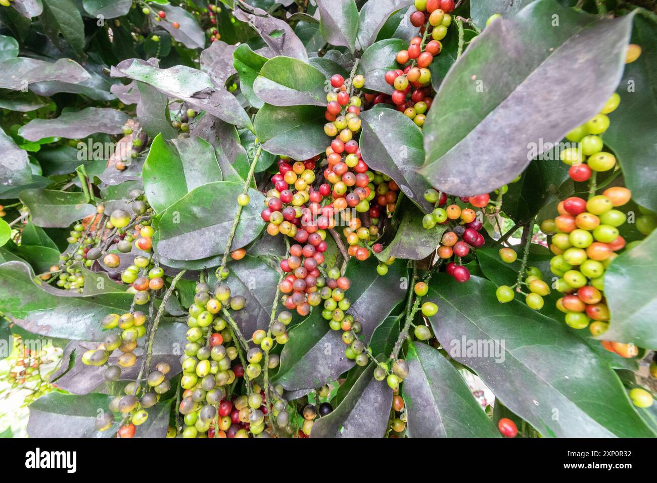 Colorful bignay cherries, a popular fruit that is often made into fruit ...