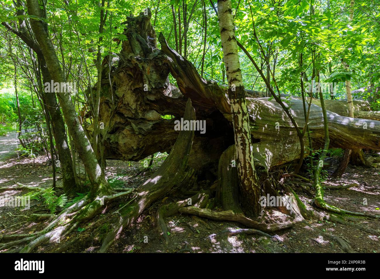 The Sababurg primeval forest, also known as the Reinhardswald primeval ...
