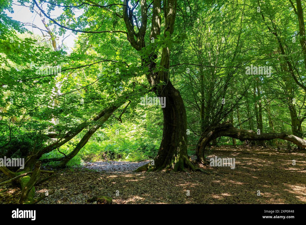 The Sababurg primeval forest, also known as the Reinhardswald primeval ...