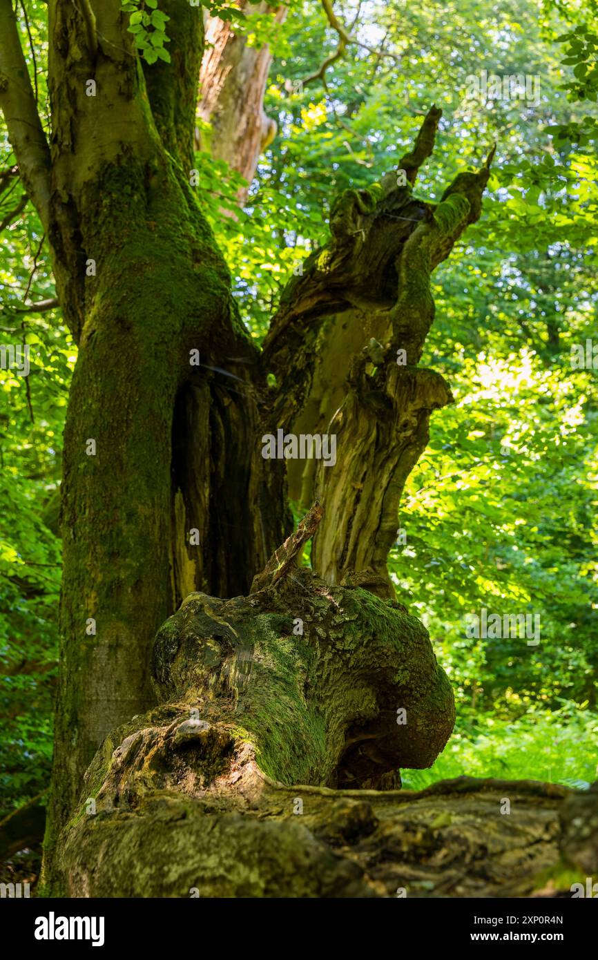 The Sababurg primeval forest, also known as the Reinhardswald primeval ...