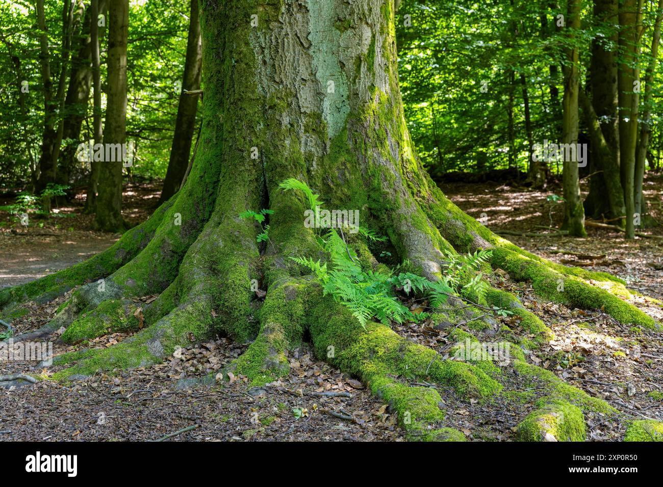 The Sababurg primeval forest, also known as the Reinhardswald primeval ...