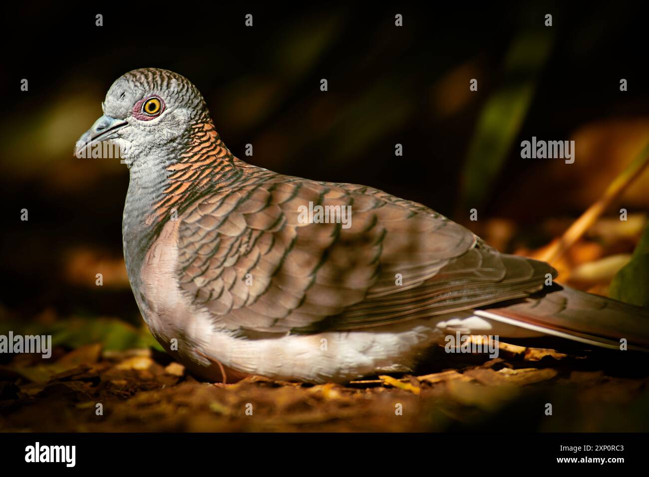 The bar-shouldered dove is a species of long tailed dove native to ...
