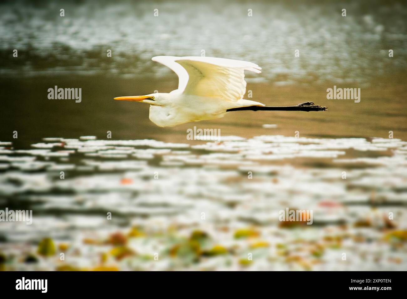 The eastern great egret is a species of heron from the genus Ardea ...