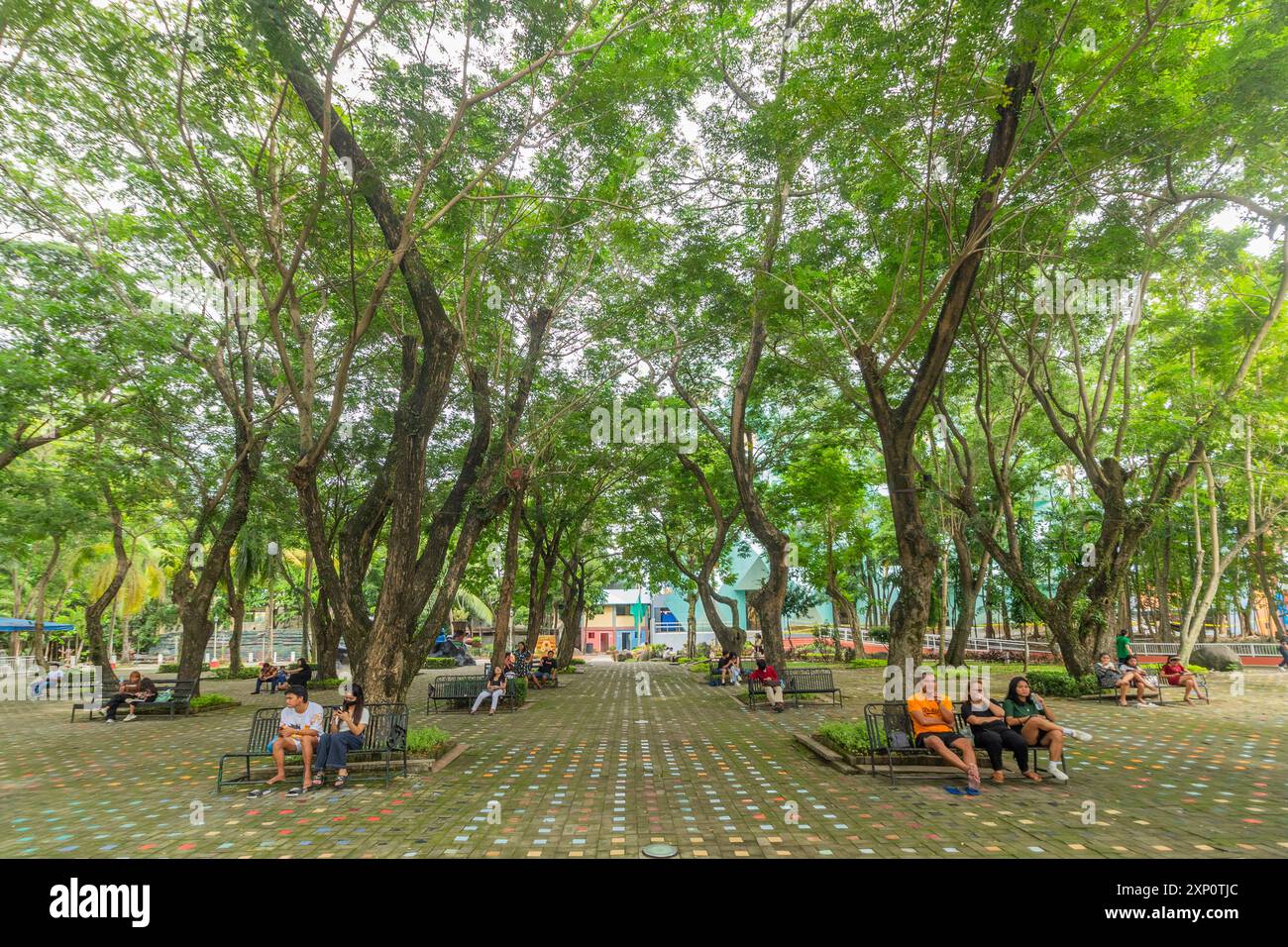 Tall trees dominate People's Park, a popular park in Davao City ...