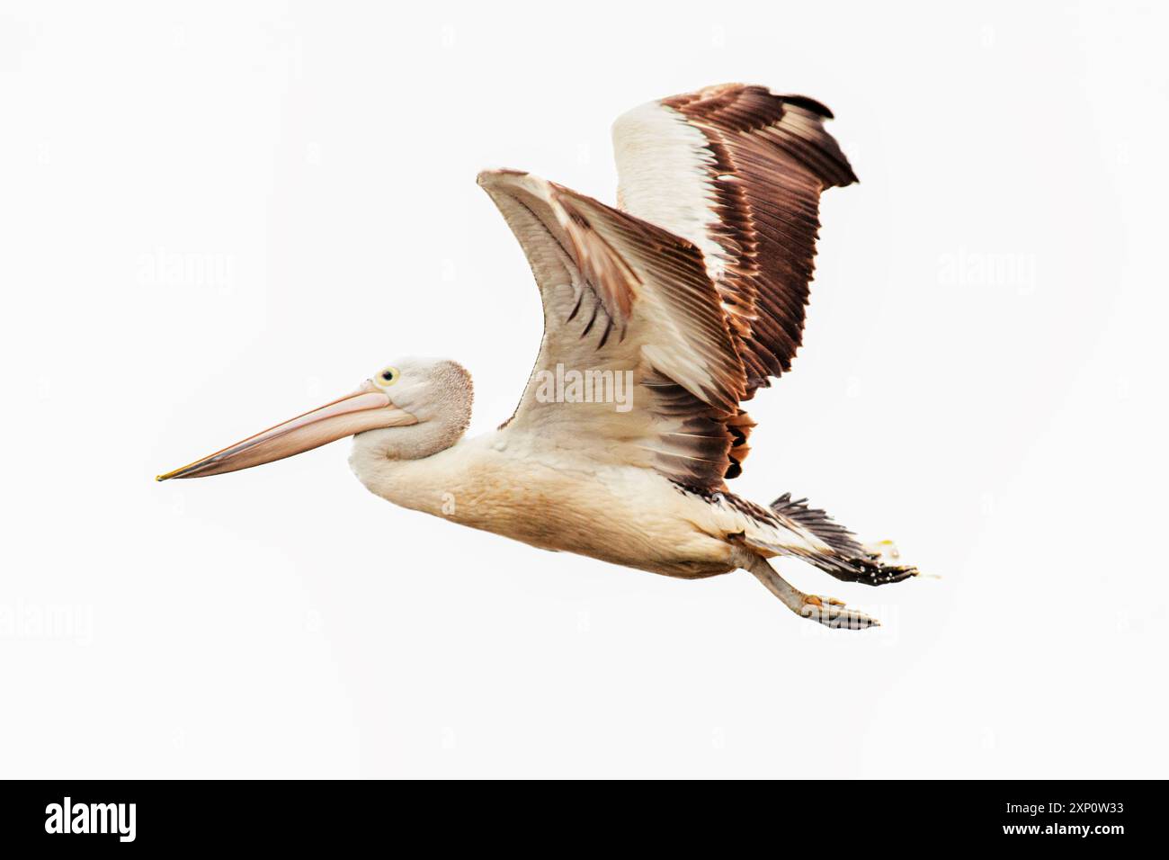 The Australian pelican is a large waterbird in the family Pelecanidae ...