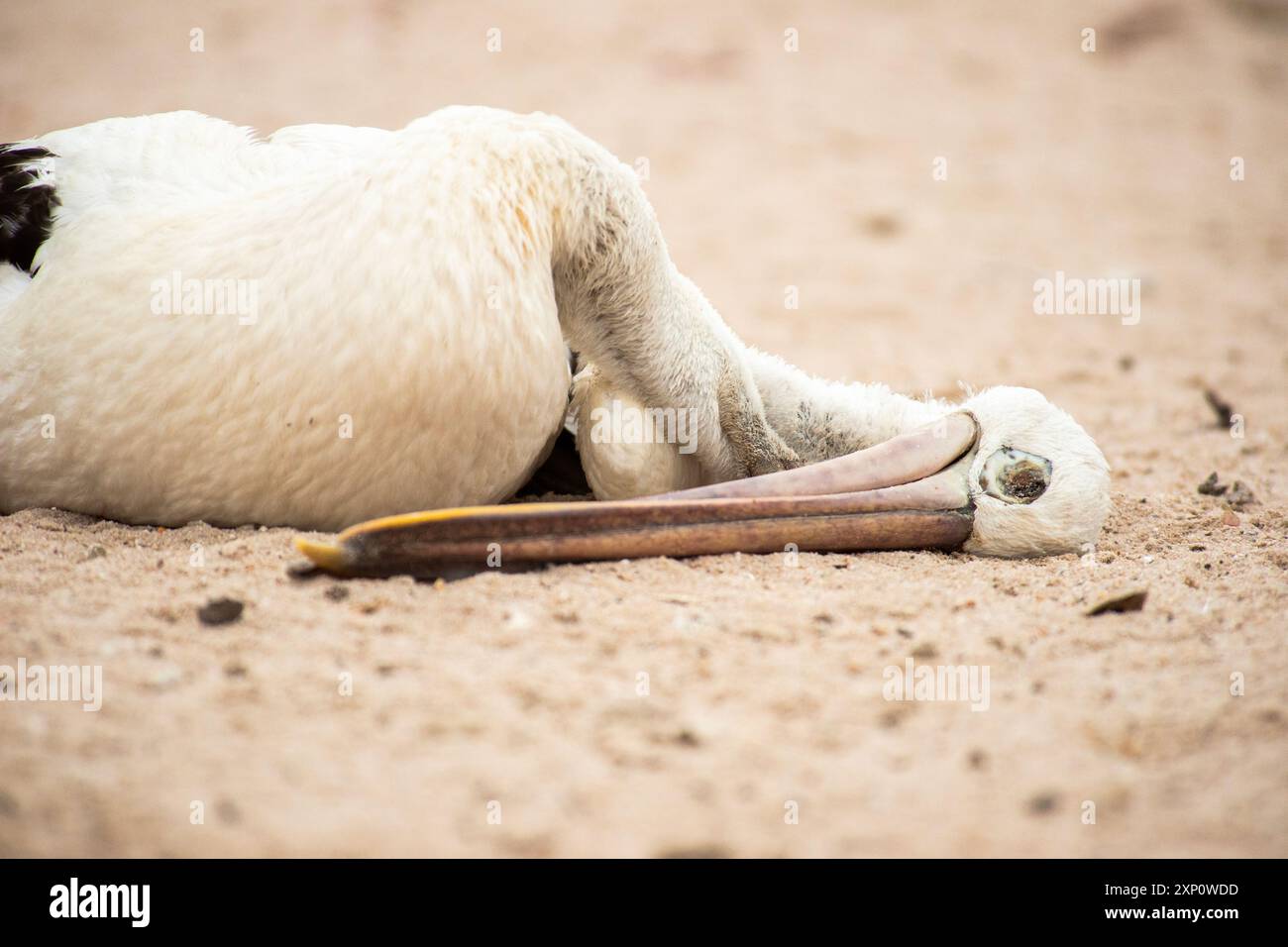 Australian pelican lying dead on the beach Stock Photo - Alamy
